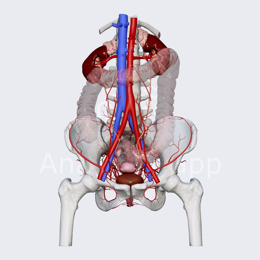 Bladder Anatomy Female