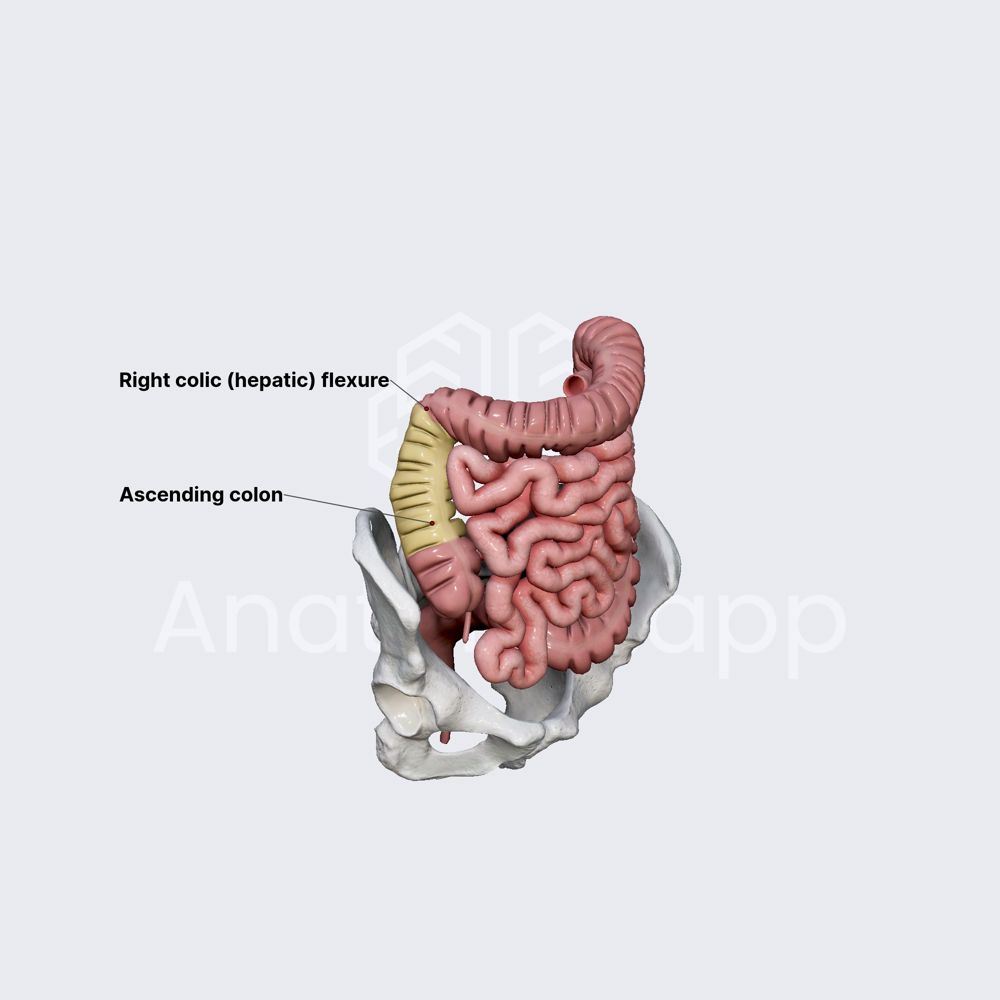 Hepatic Flexure Of Colon Ascending Colon | Anatomy.app