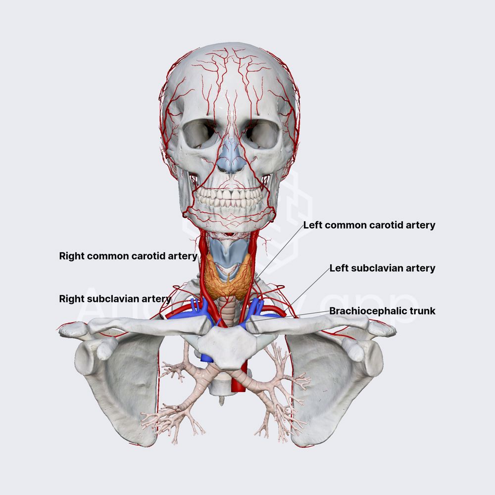 Veins And Arteries Of The Neck