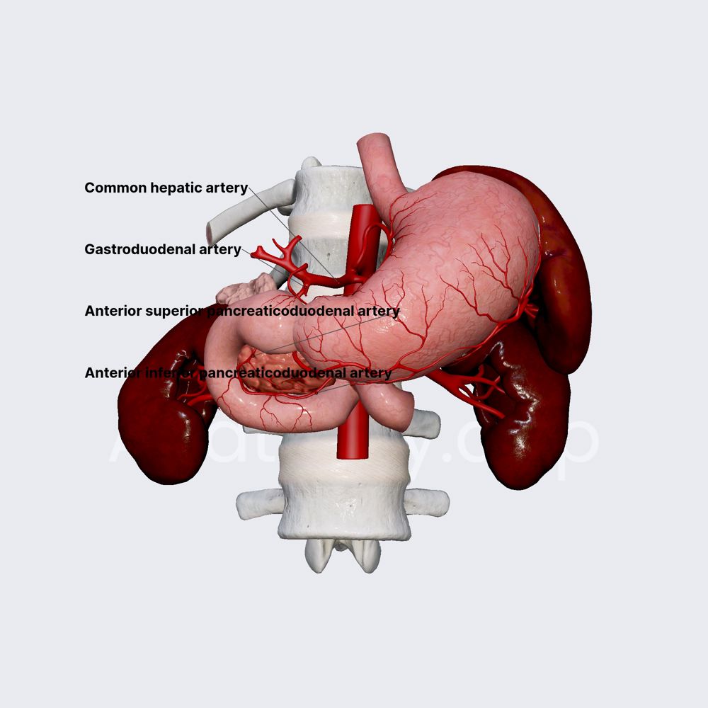 Pancreas Vascular Anatomy