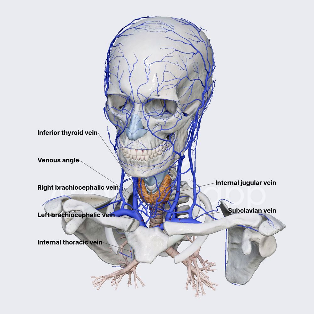 Left Innominate Vein Anatomy Anatomy Thorax | Review Of Critical Care