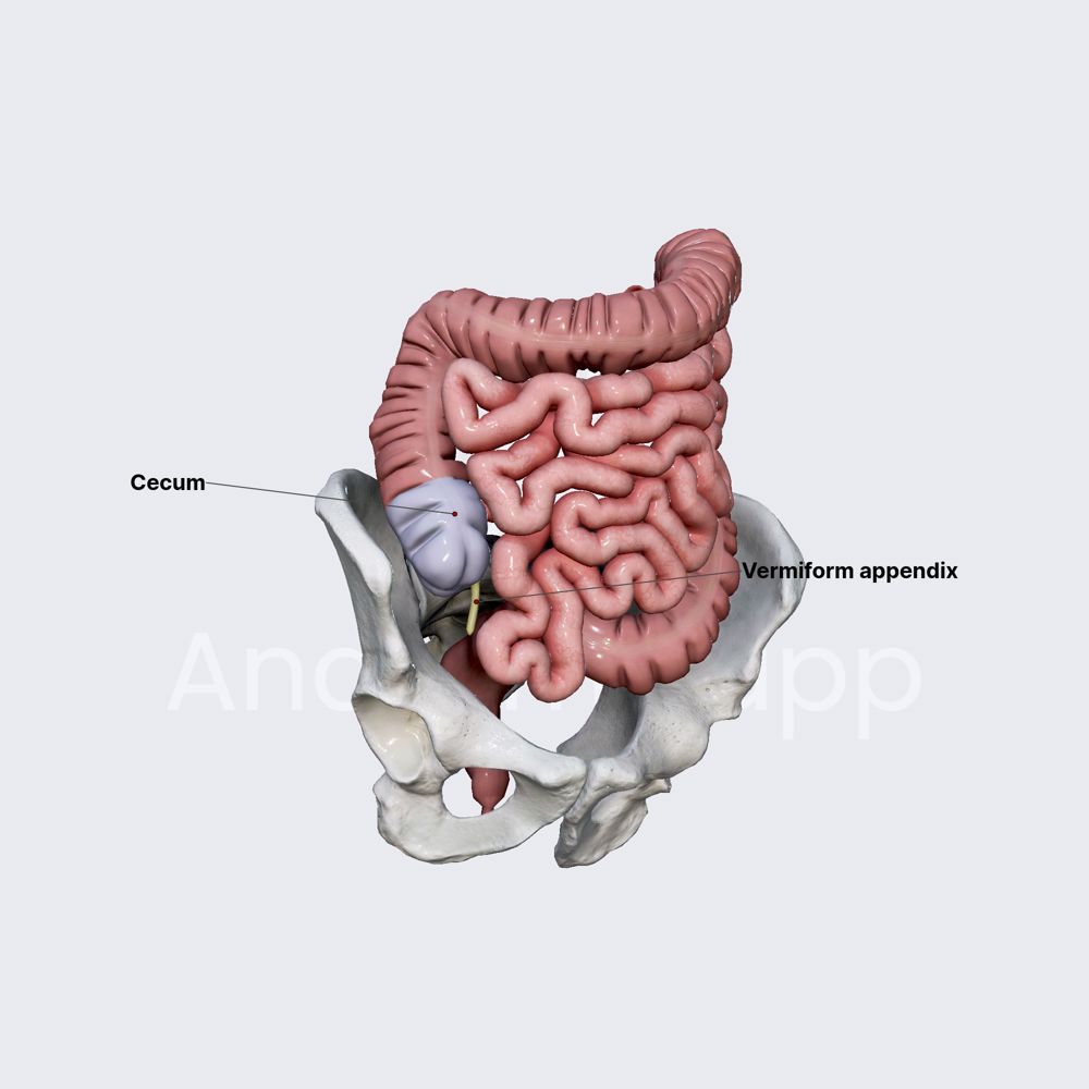 Vermiform Appendix Scientific Animations A Contribution To The