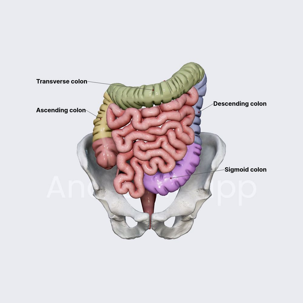 Large Intestine Intestinal Transplant In Thane Cost, Procedure,