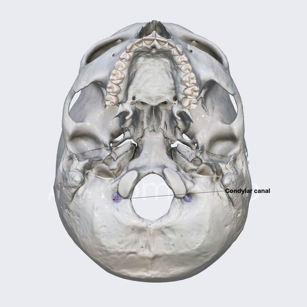 Condylar Fossa
