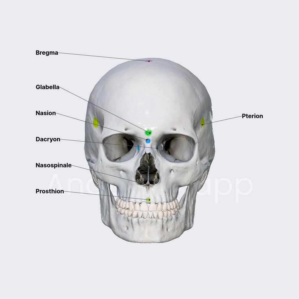Skeletal Landmarks Of The Skull