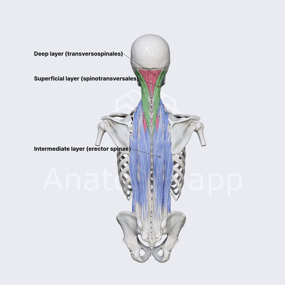 Extrinsic Muscles Of The Back JF Anatomy (MD1009): Back Muscles