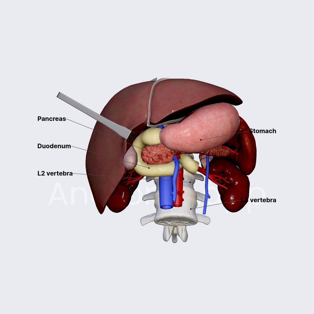 Anatomy Of The Stomach And Duodenum