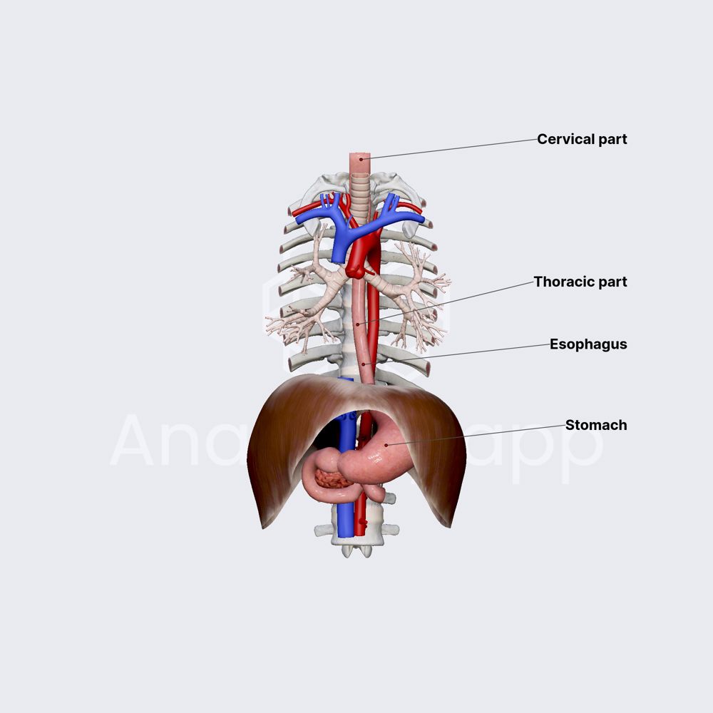 Esophagus New Insights Into Biology, Origin Of Deadly Stomach And