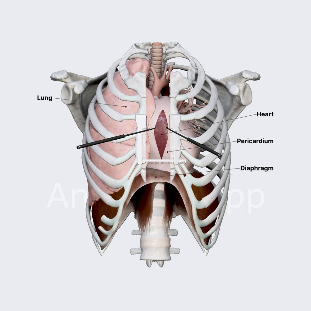 External Heart Anatomy Heart Anatomy Heart Diagram