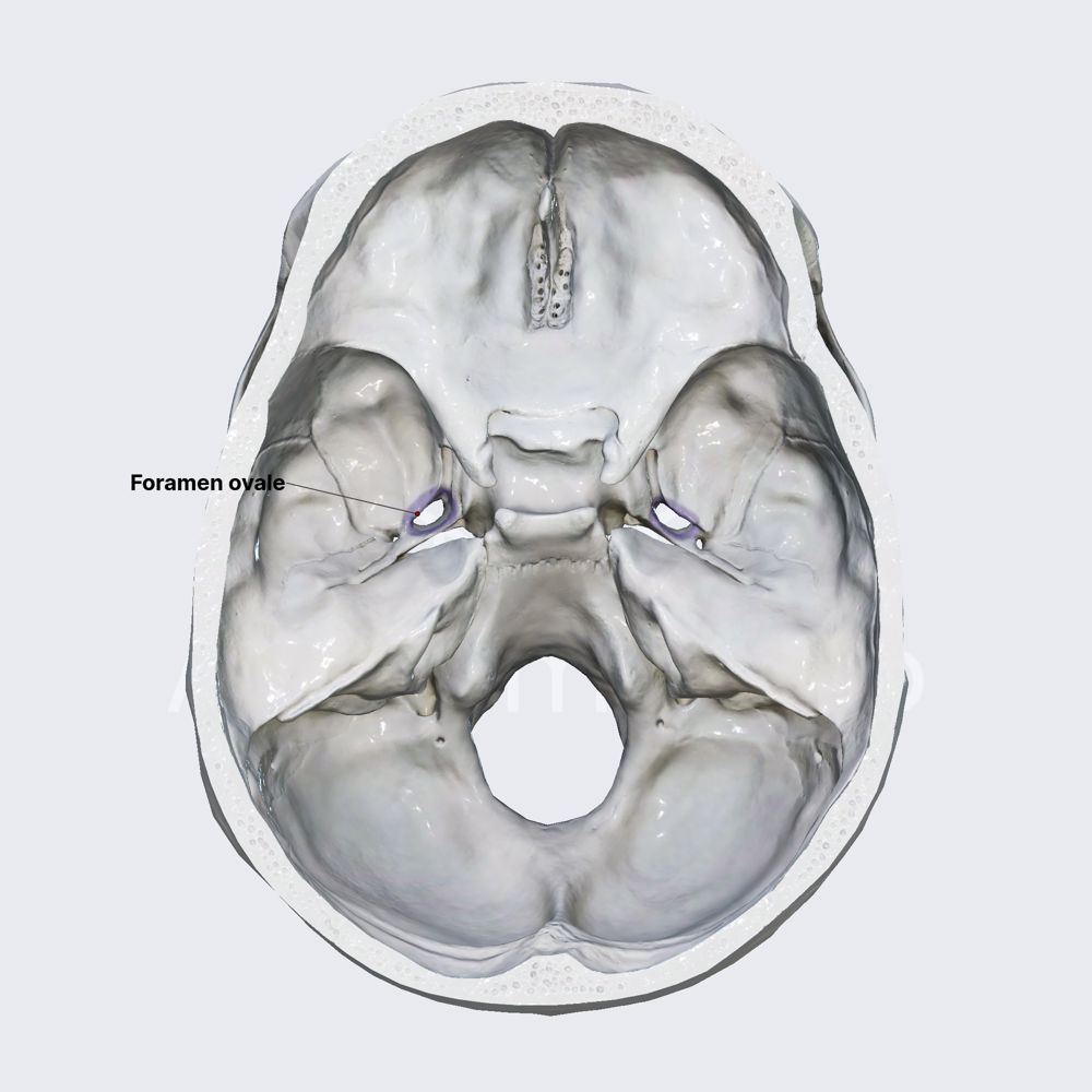 Foramen Ovale Skull Structures Passing Through Foramen Ovale One Of