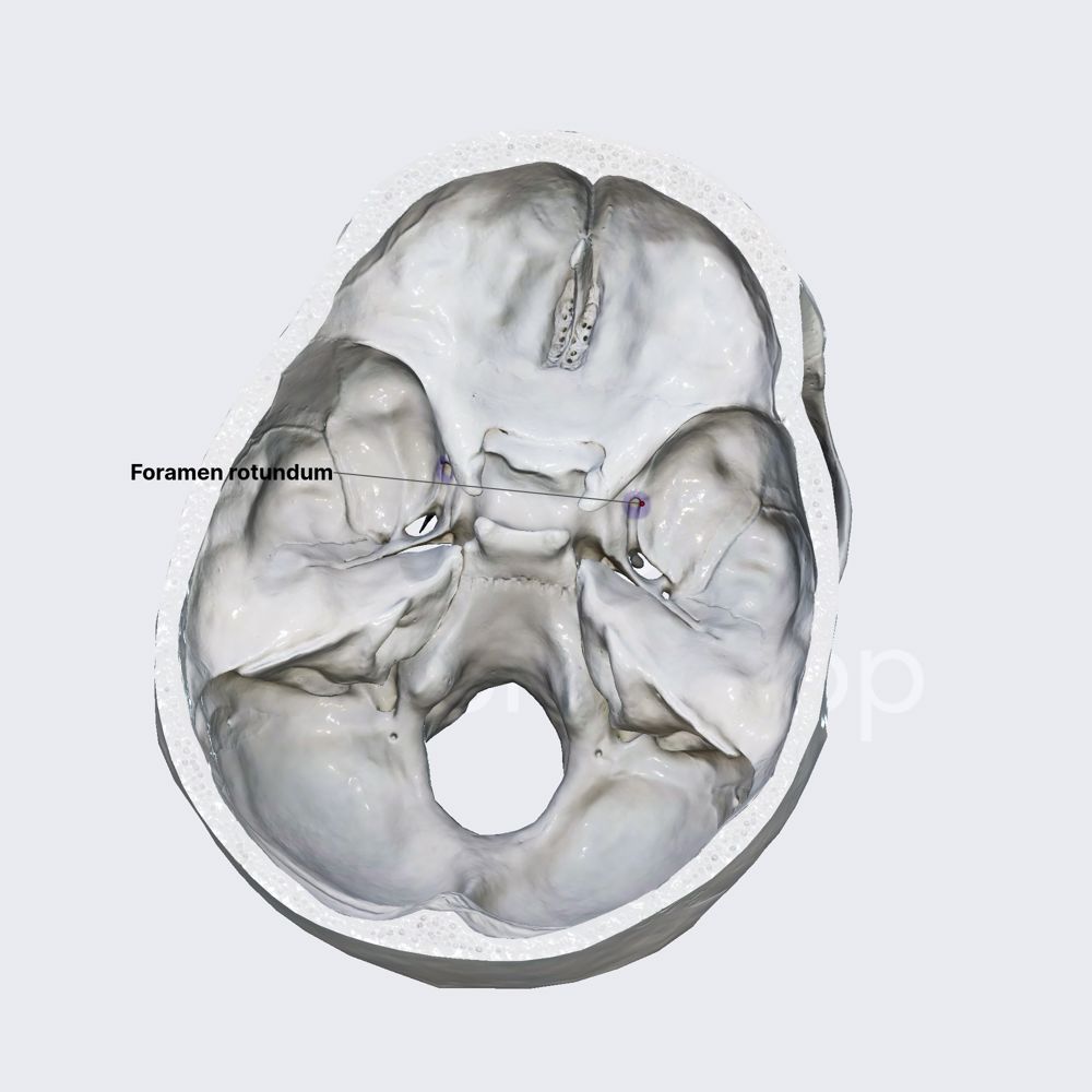 Foramen Rotundum Contents Of The Cranial Foramina MEDizzy