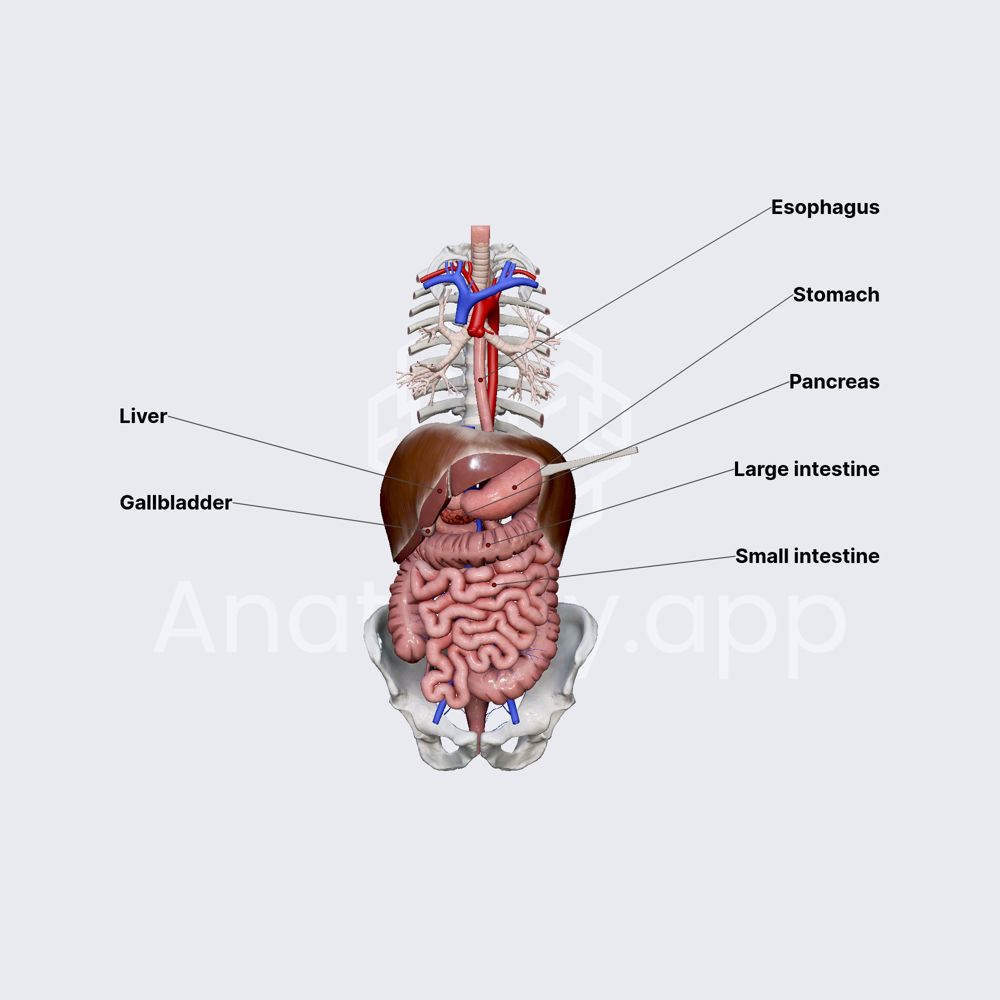 Diagram Of Upper Gi Tract