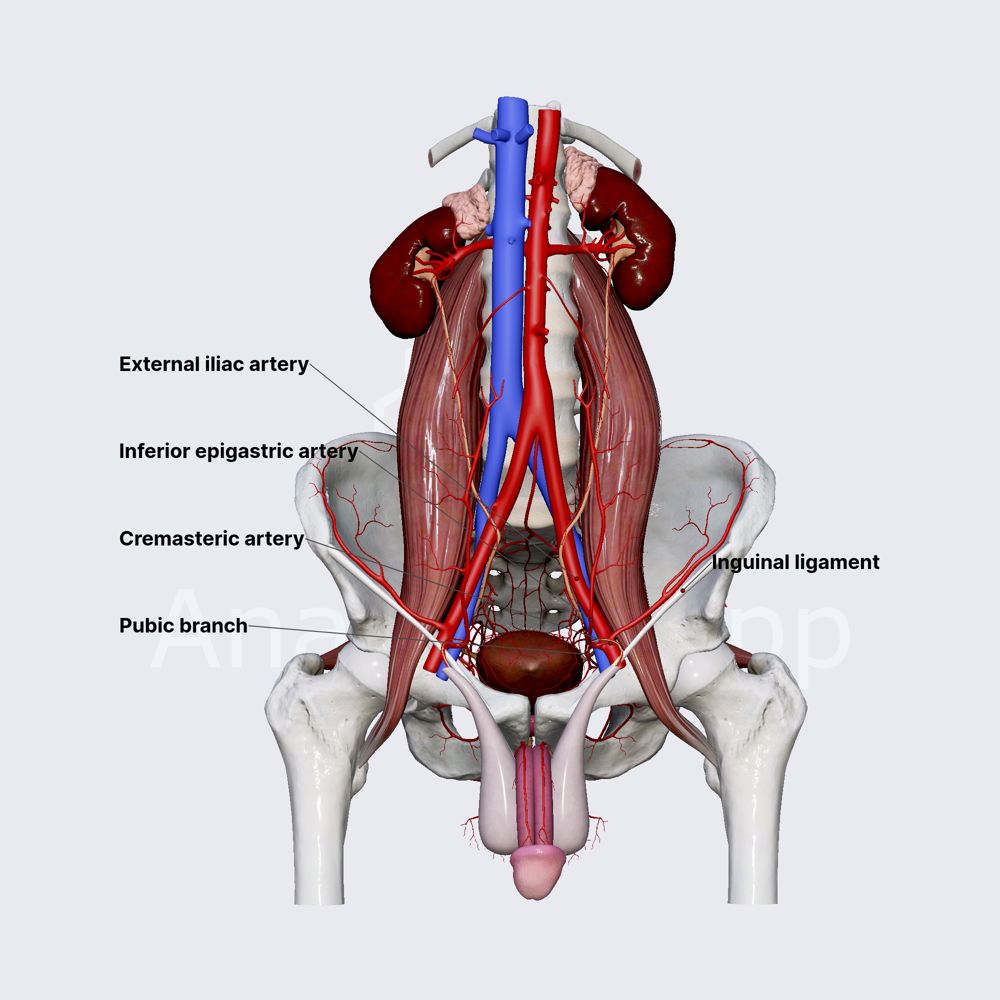 Arteria Iliaca Externa Epigastrica Inferior