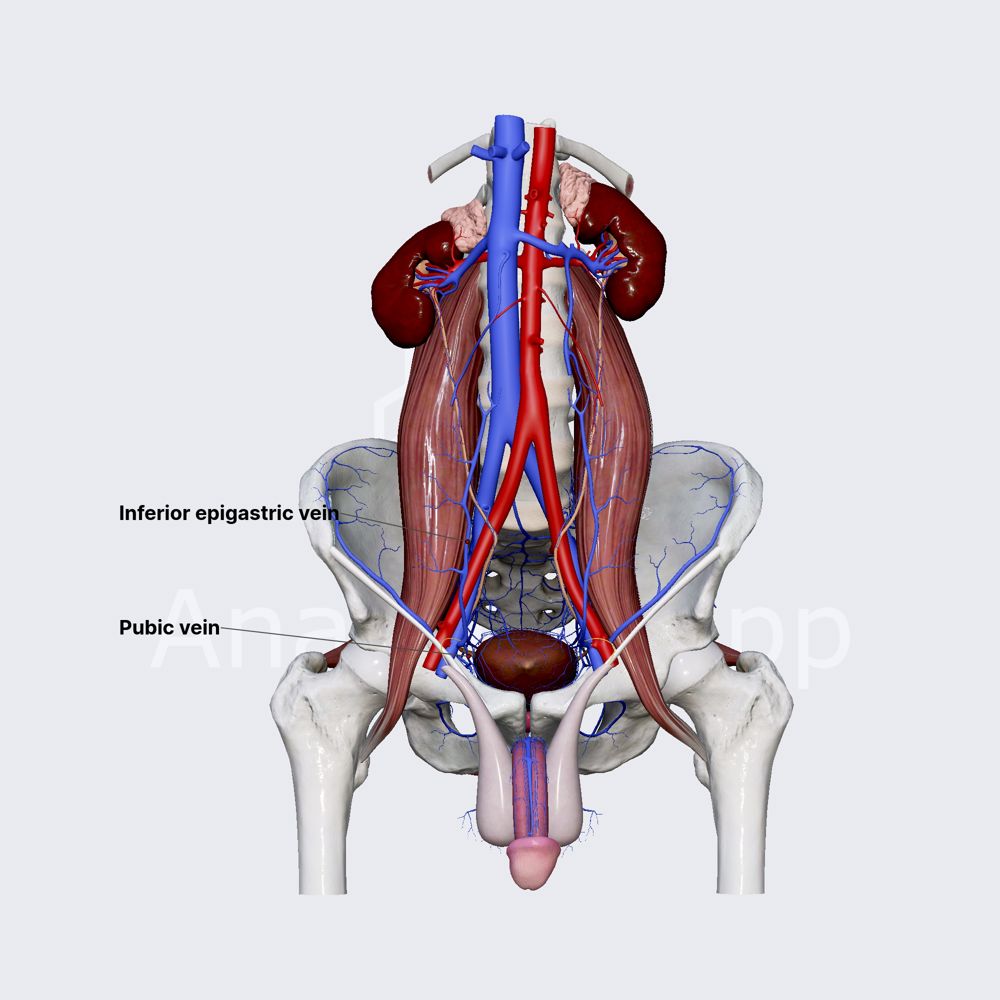Thoracoepigastric Vein Connects