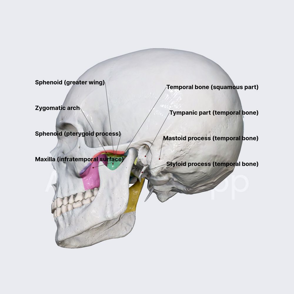 Infratemporal Fossa Boundaries Infratemporal Fossa/Pterygopalatine