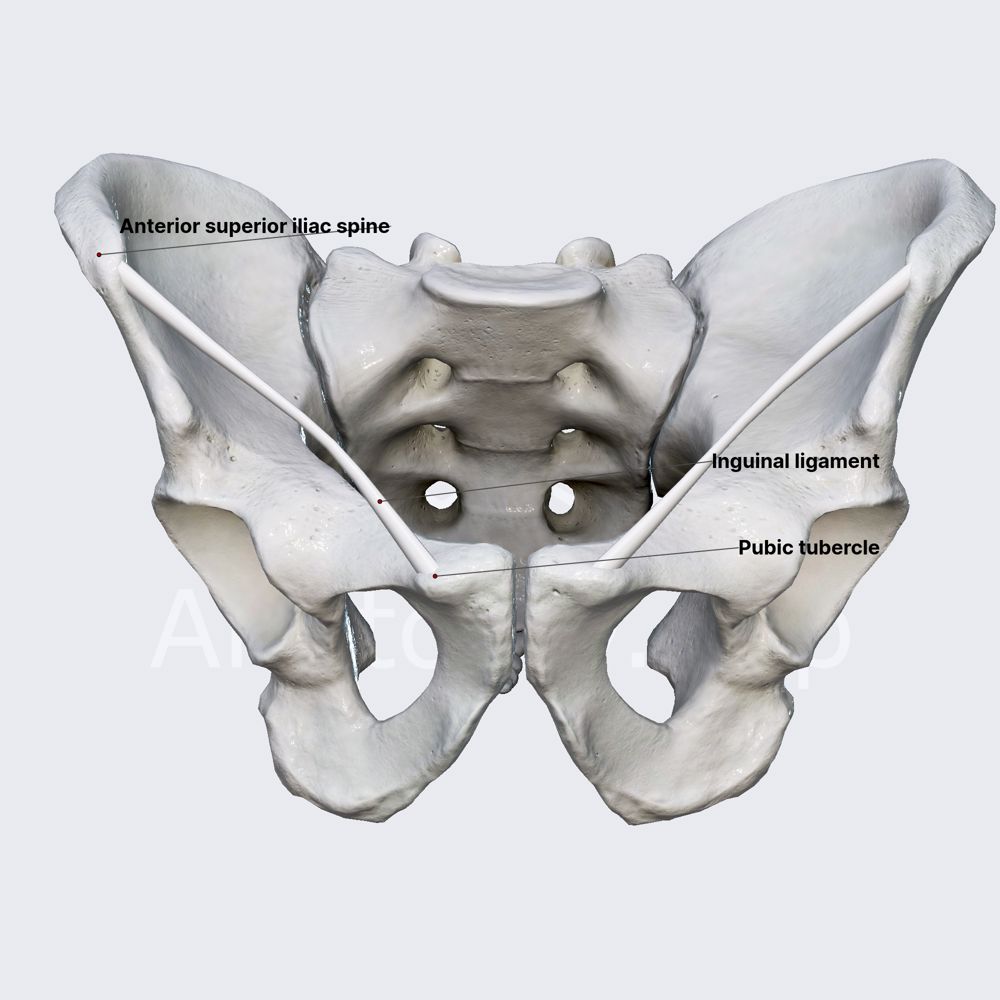 Coopers Ligament Inguinal
