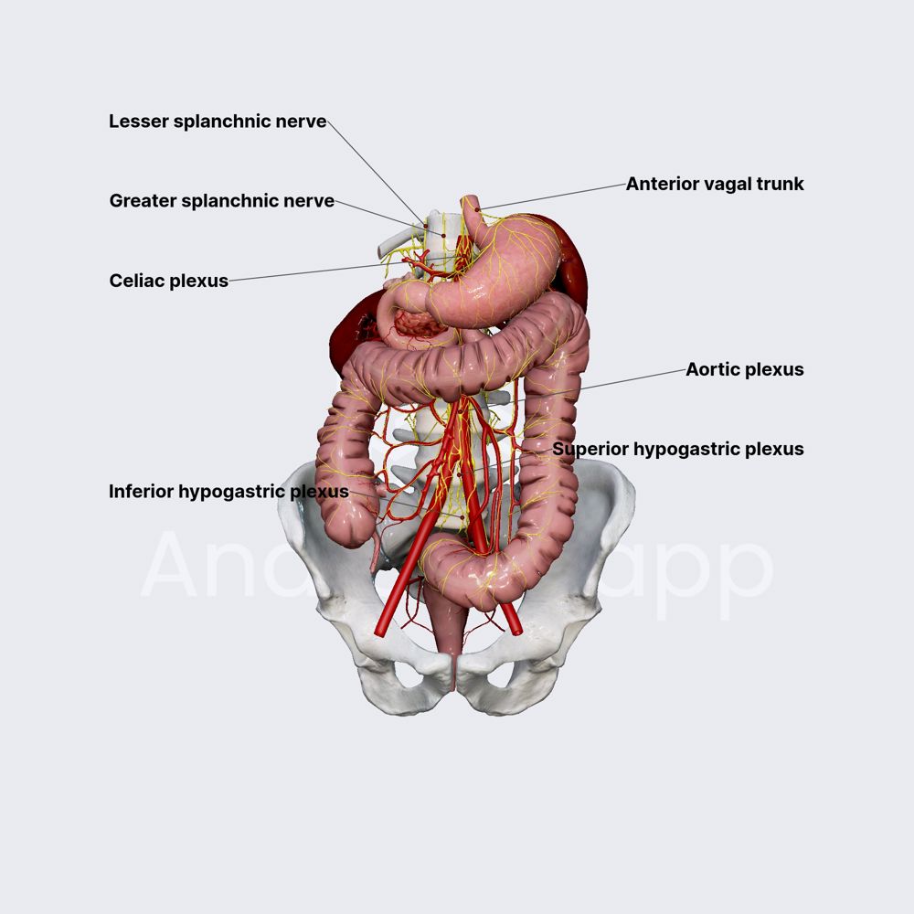 Large Intestine Slide Diagram