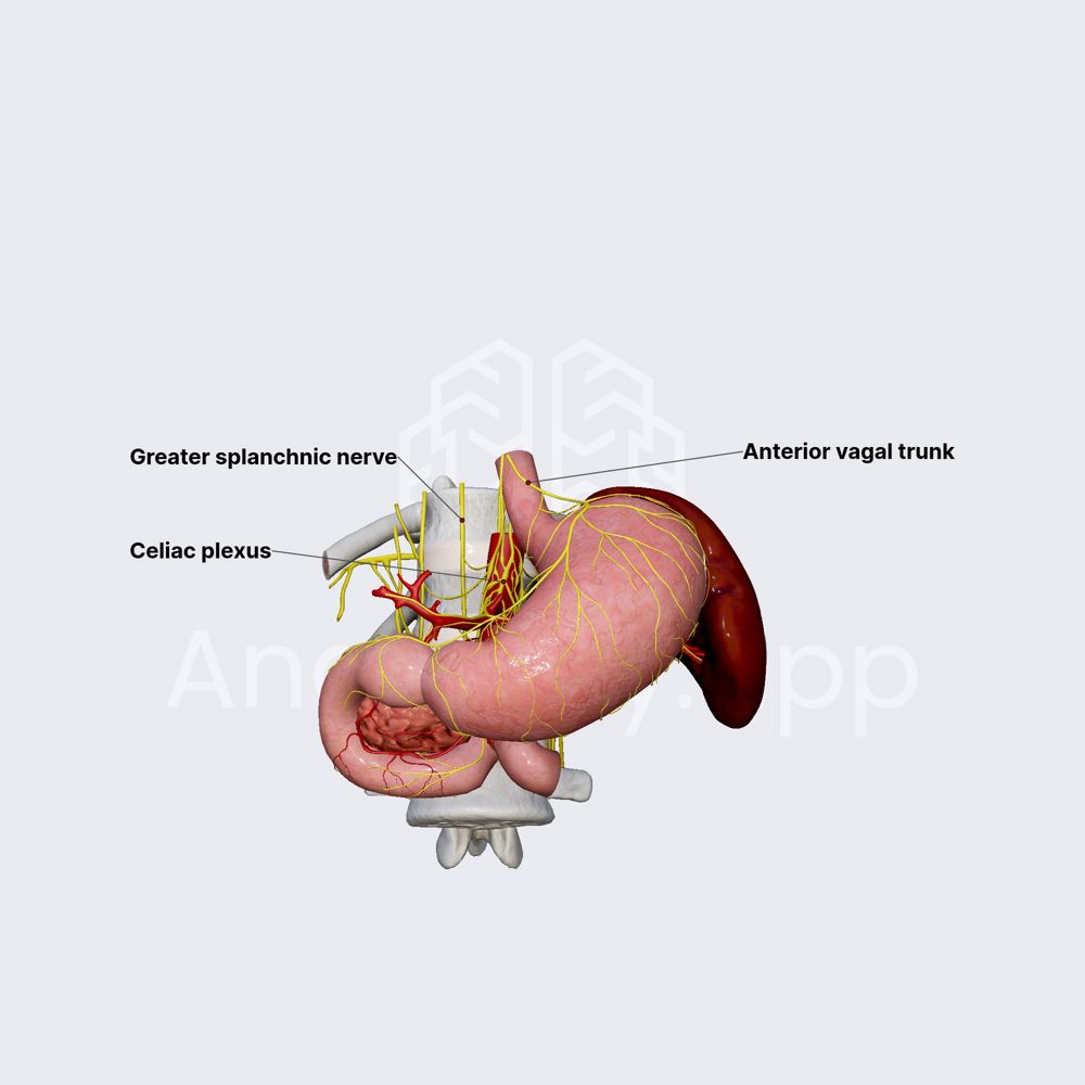 Duodenum