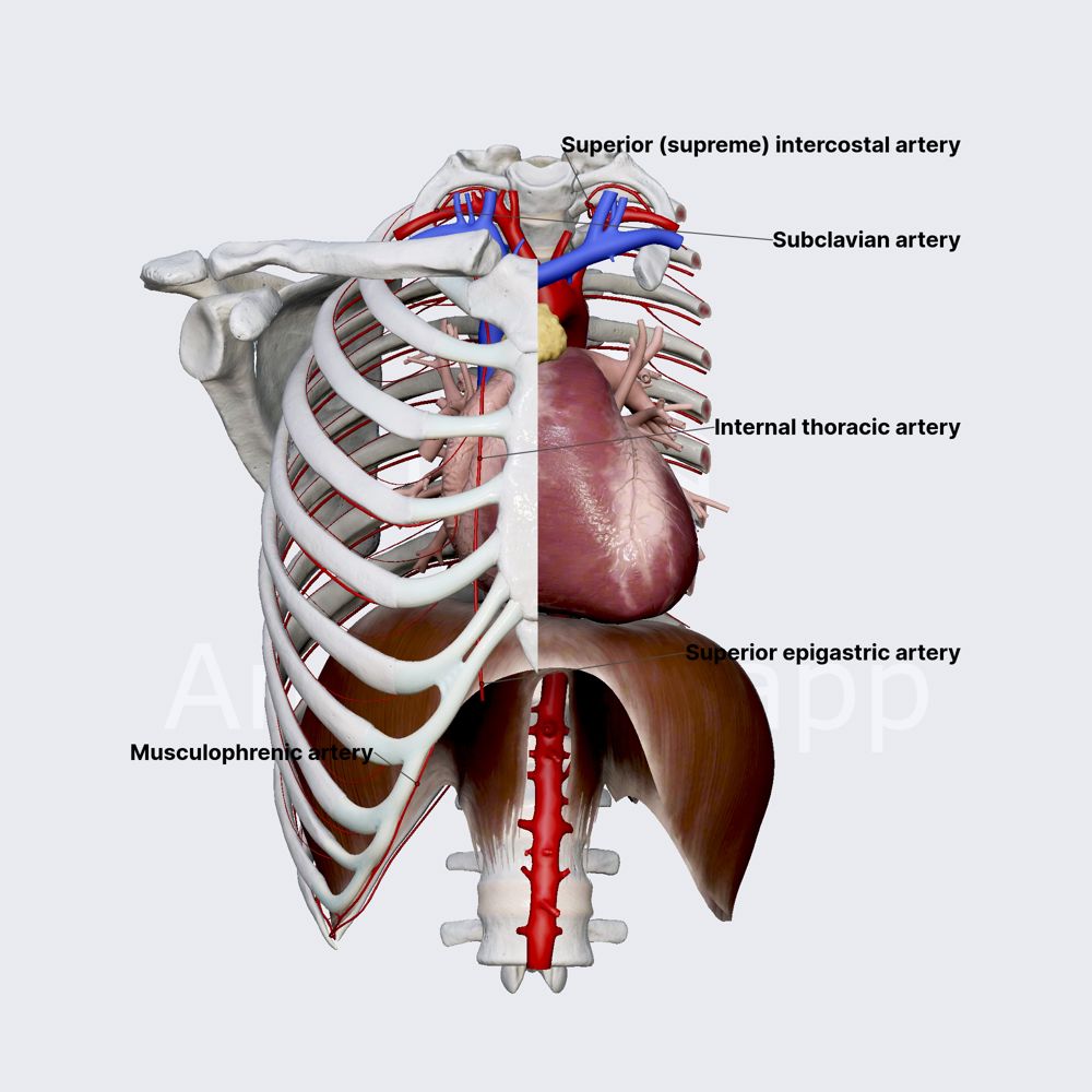 Intercostal Arteries Model 2 Minute Anatomy Intercostal Vessels