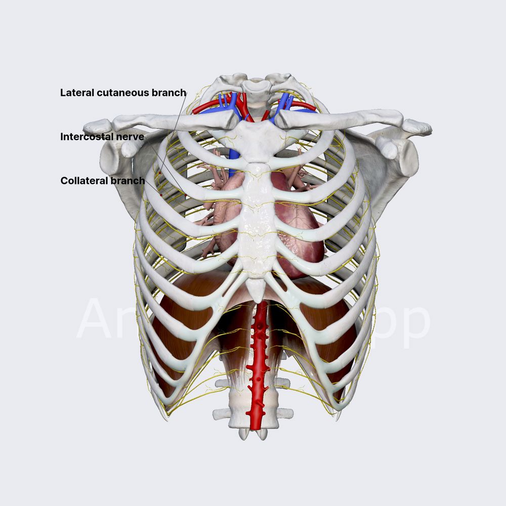 Intercostal Nerve