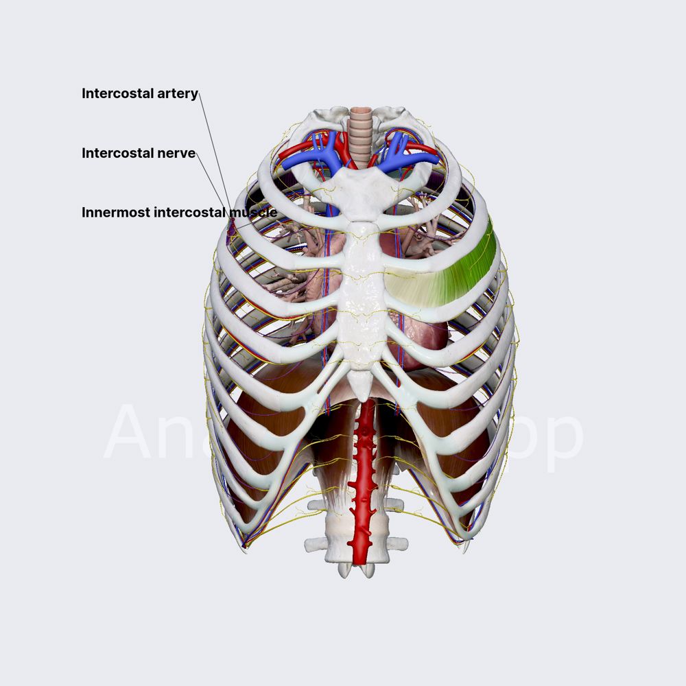 Third Intercostal Space