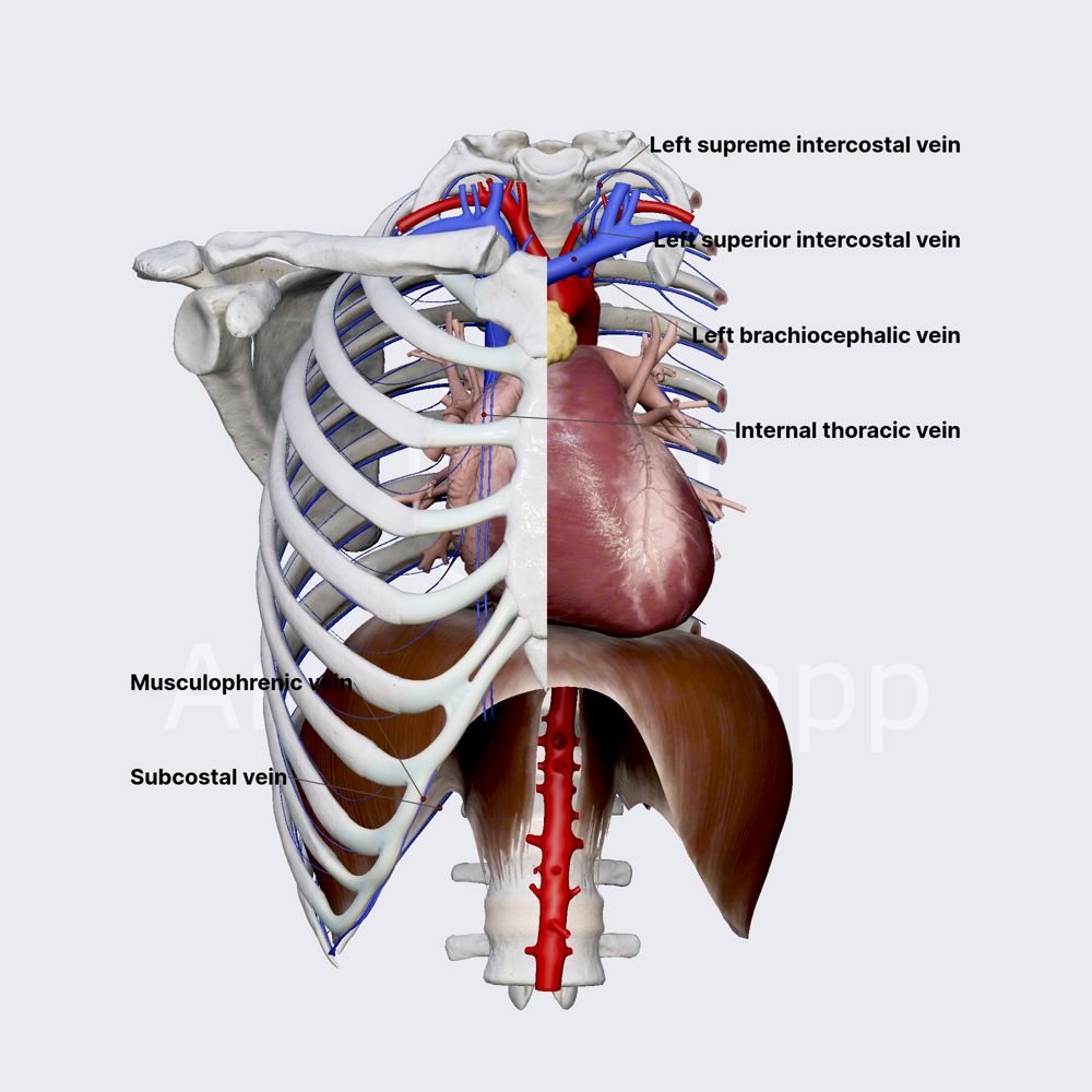 Superior Intercostal Vein
