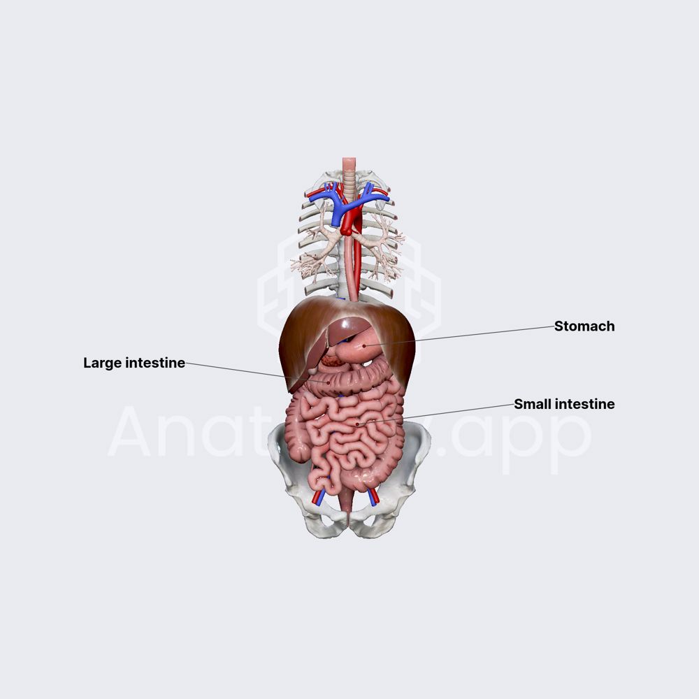 Stomach Intestine Anatomy