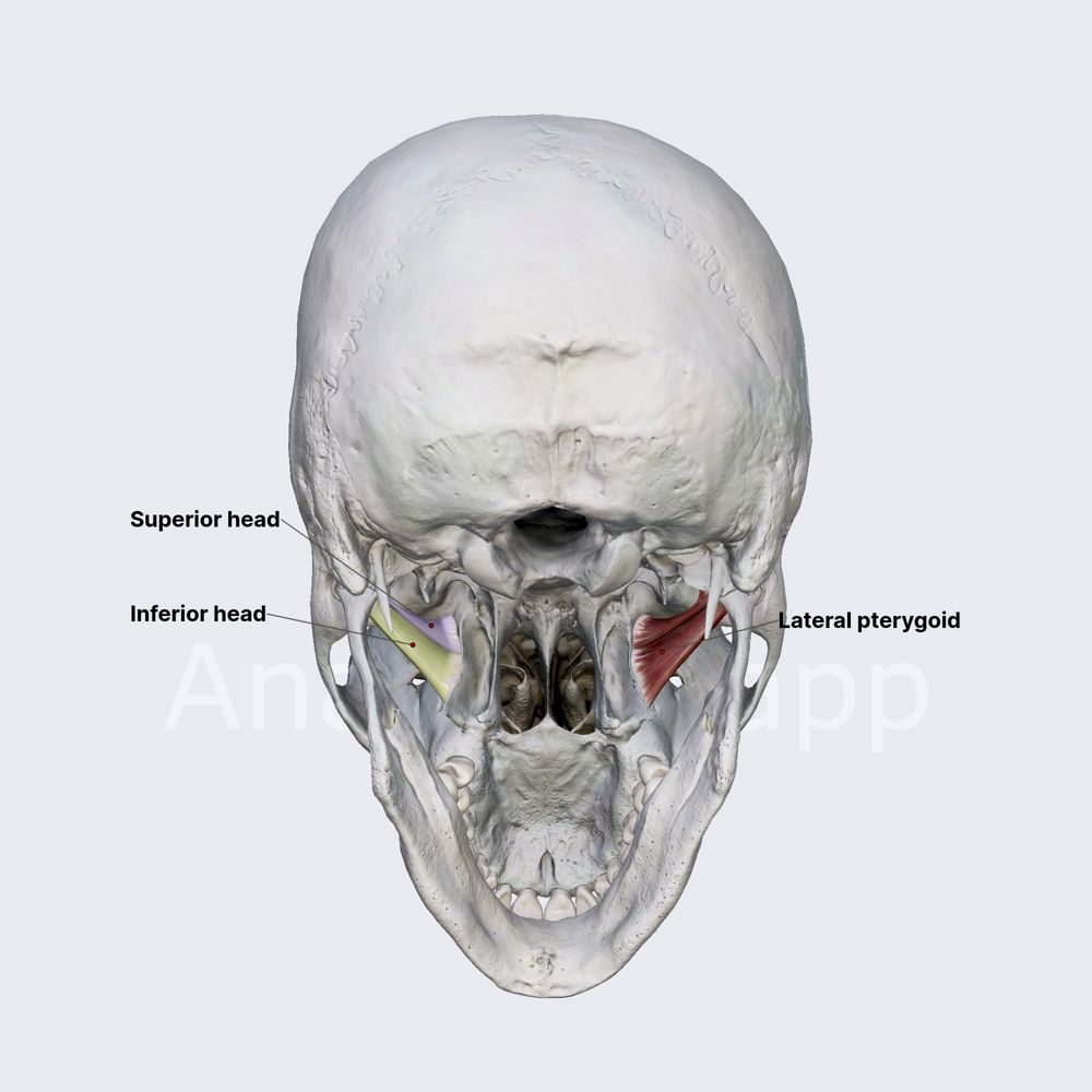 Lateral Pterygoid Plate