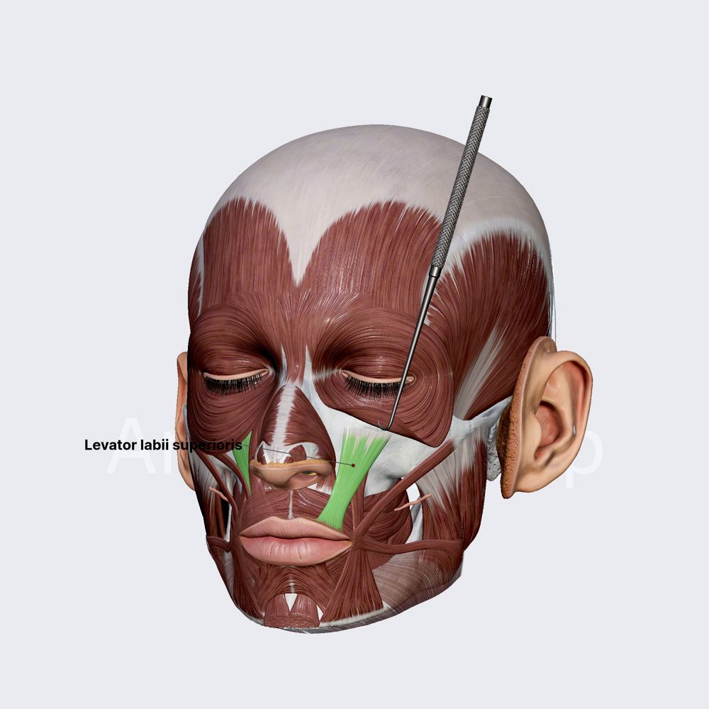 Levator Labii Superioris Origin And Insertion