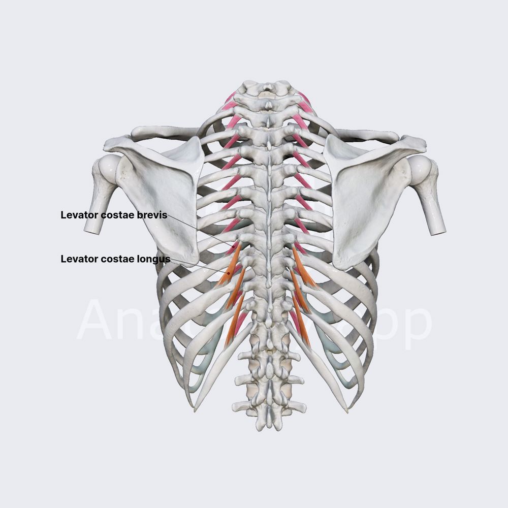 Levatores Costarum Brevis