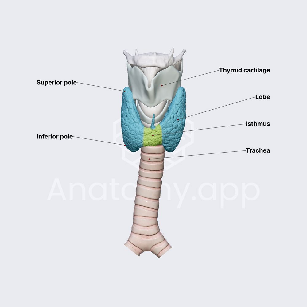 Isthmus Thyroid Thyroid Gland Doctorlansford.com