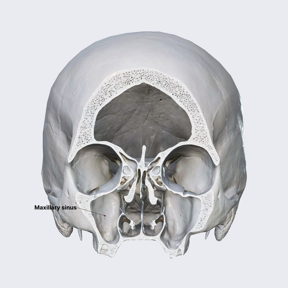 Anatomy Maxillary Sinus