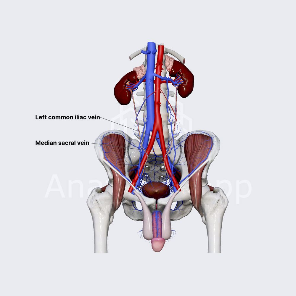 Median Sacral Vessels