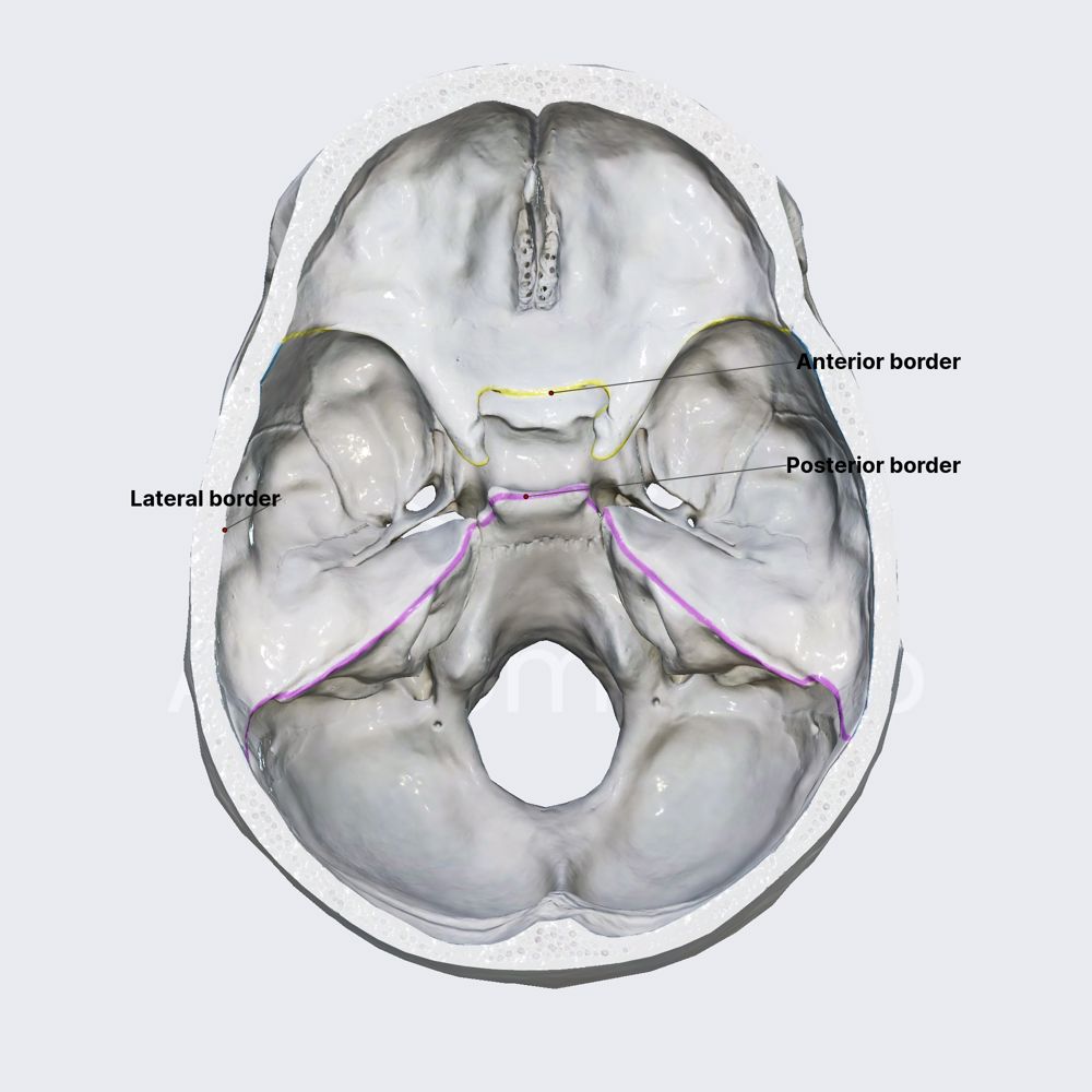 Cranial Fossa Anterior Cranial Fossa | Radiology Reference Article