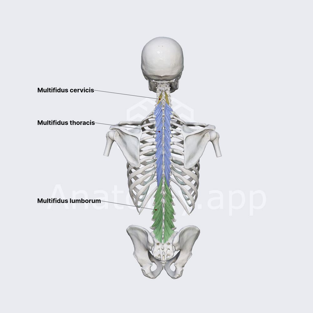 Multifidus Origin And Insertion