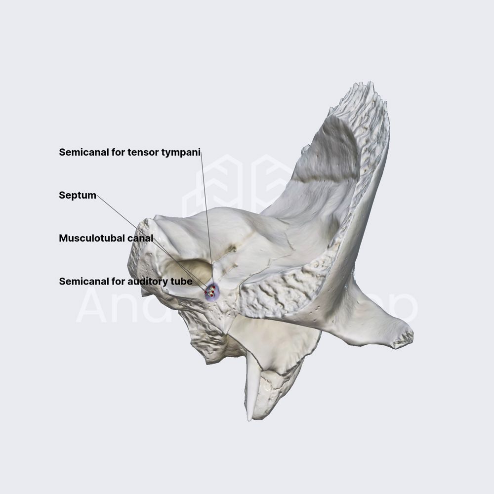 Musculo Temporal MÚSCULO TEMPORAL Anatomía YouTube