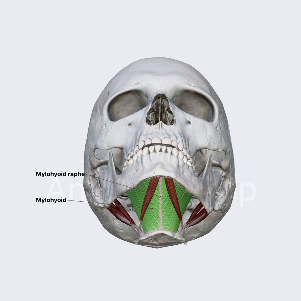 Origin Of Mylohyoid Muscle