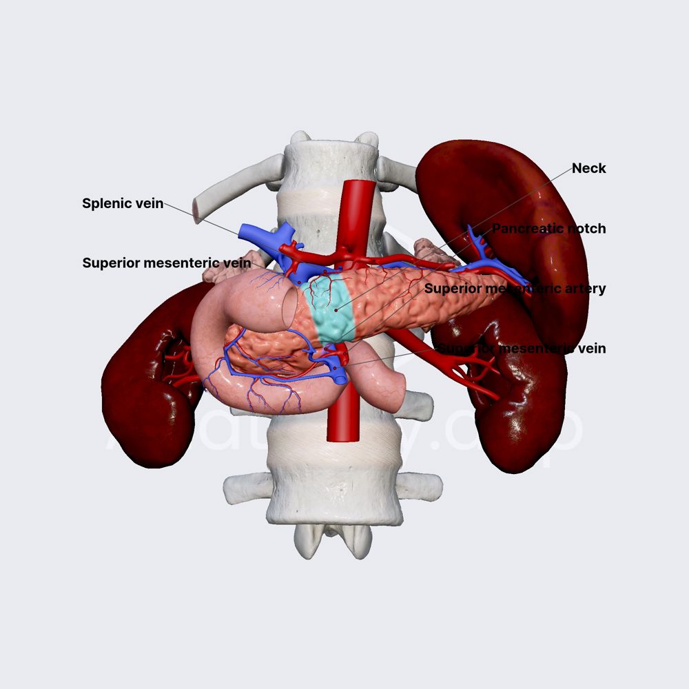 Transverse Mesocolon Pancreas Peritoneal Cavity
