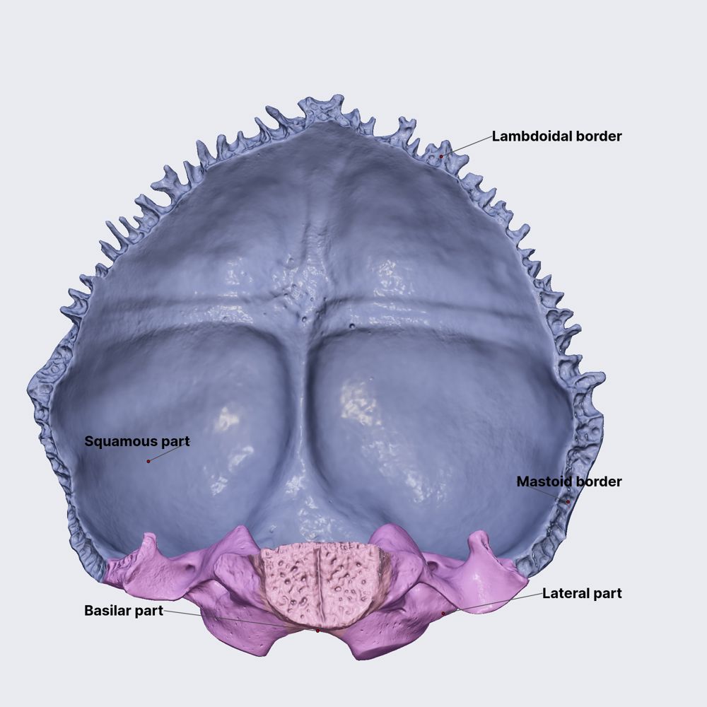Internal Occipital Ridge Occipital