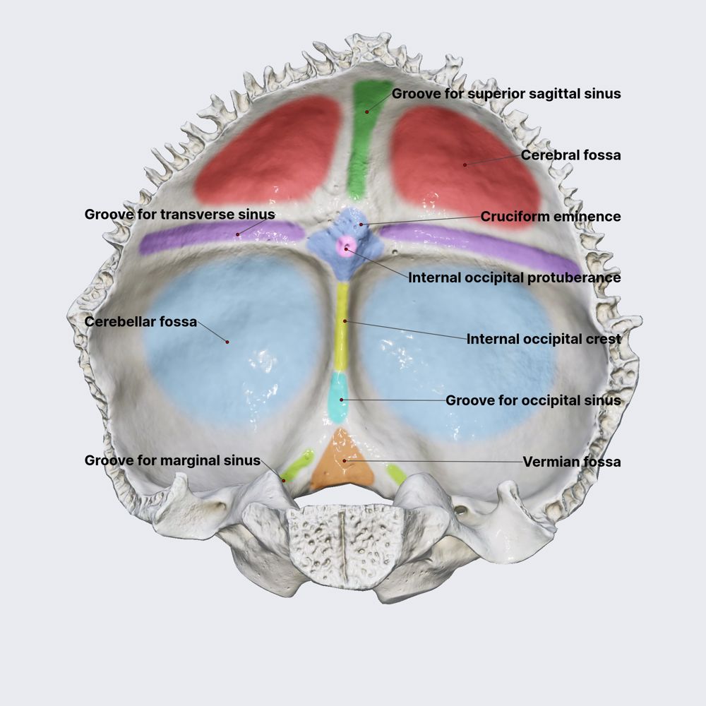 Occipital Bone Squamous Part Skull Anatomy Revision Anatomystuff