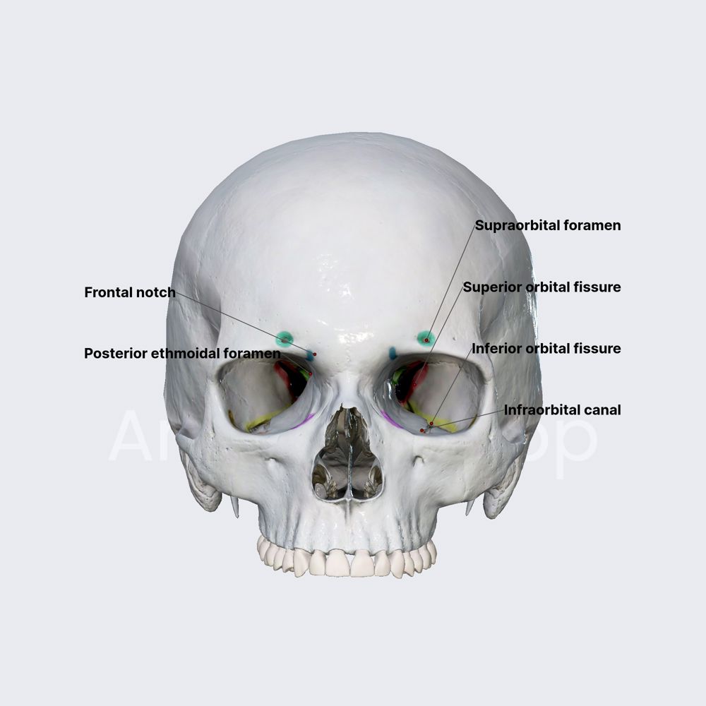 Orbits Skull