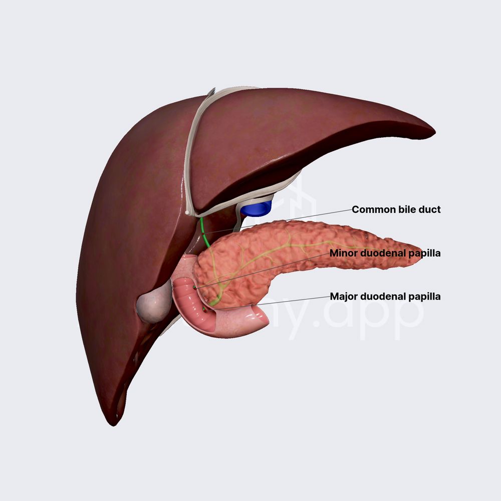 Pancreatic Ducts