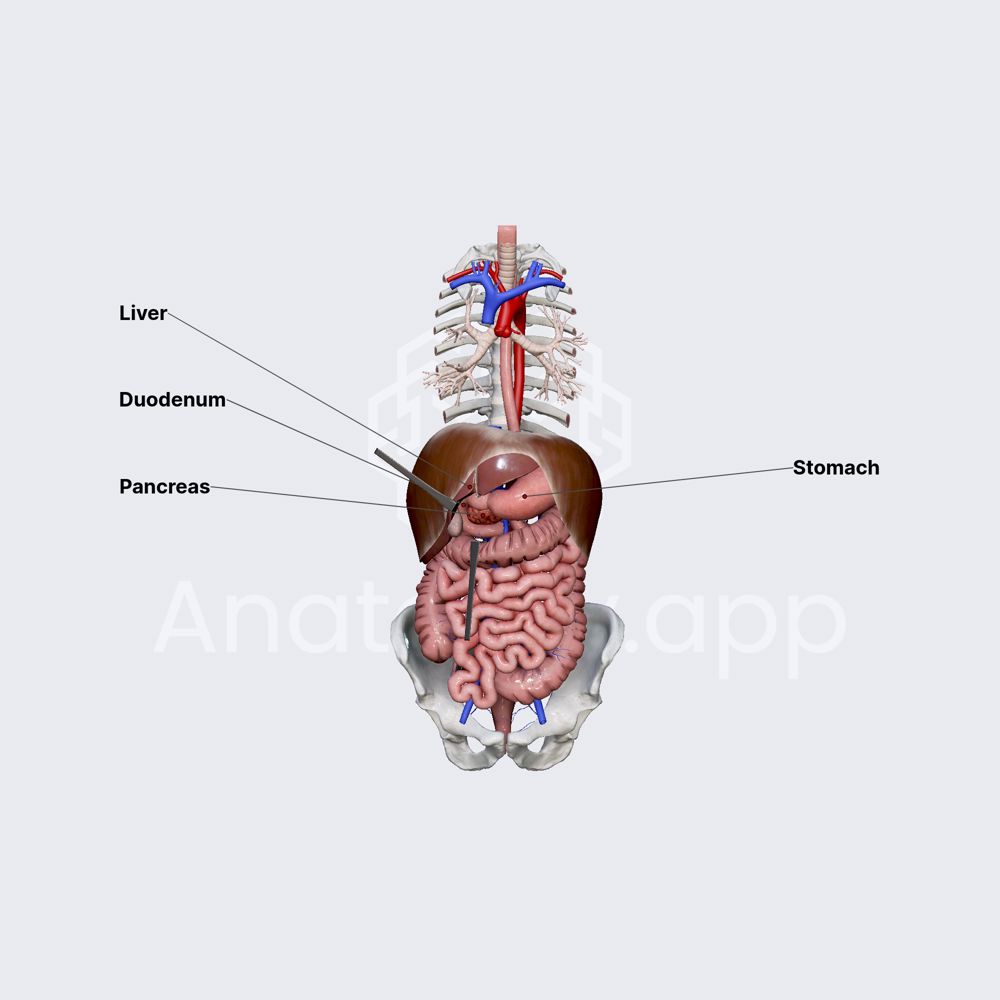 Labeled Human Torso Model Diagram Pancreas Model Labeled Pancreas