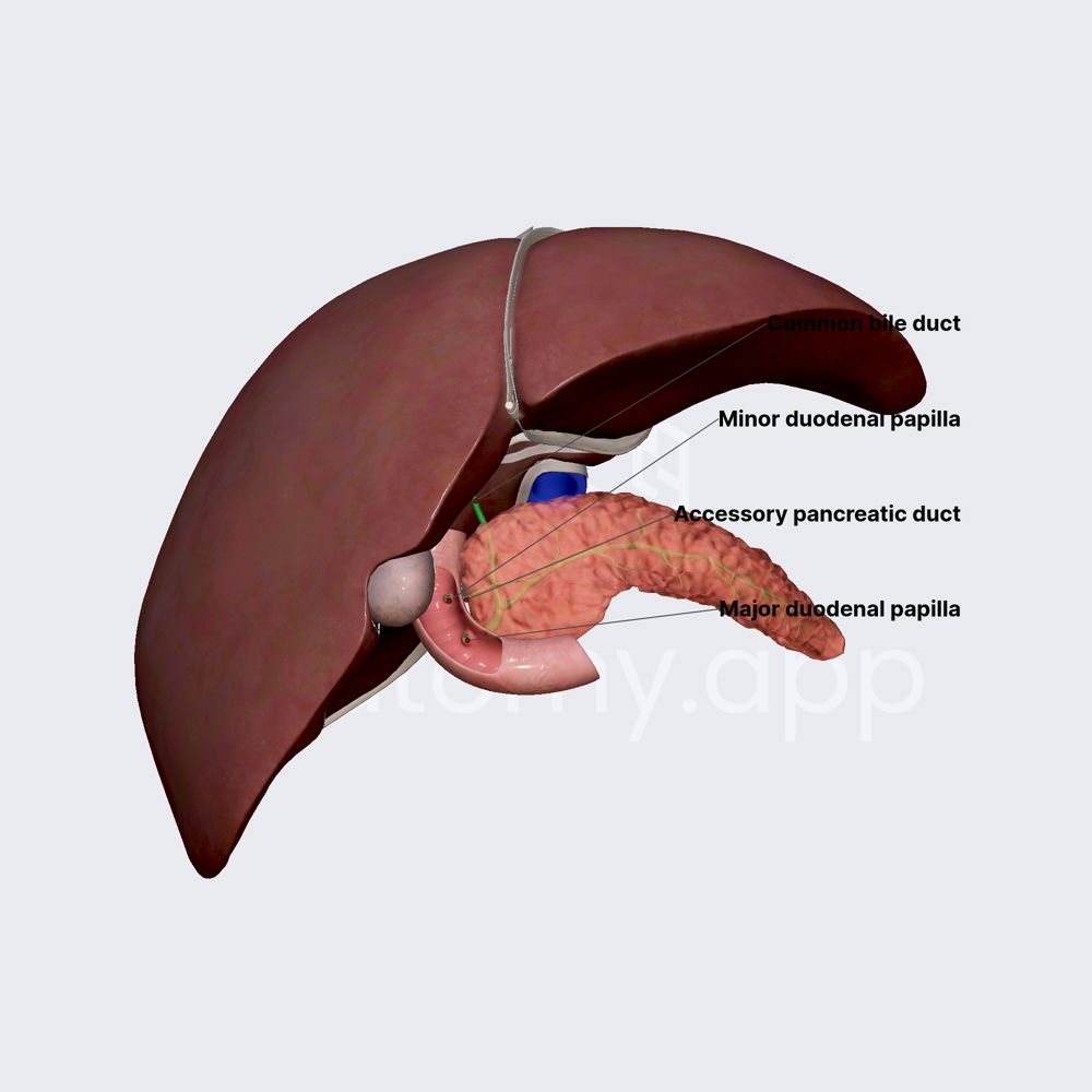 Pancreatic Duct Anatomy