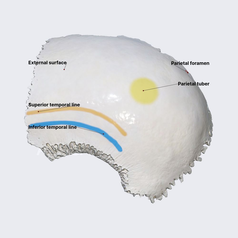 Parietal Bone Parietal Bone (surfaces And Landmarks) | Anatomy.app