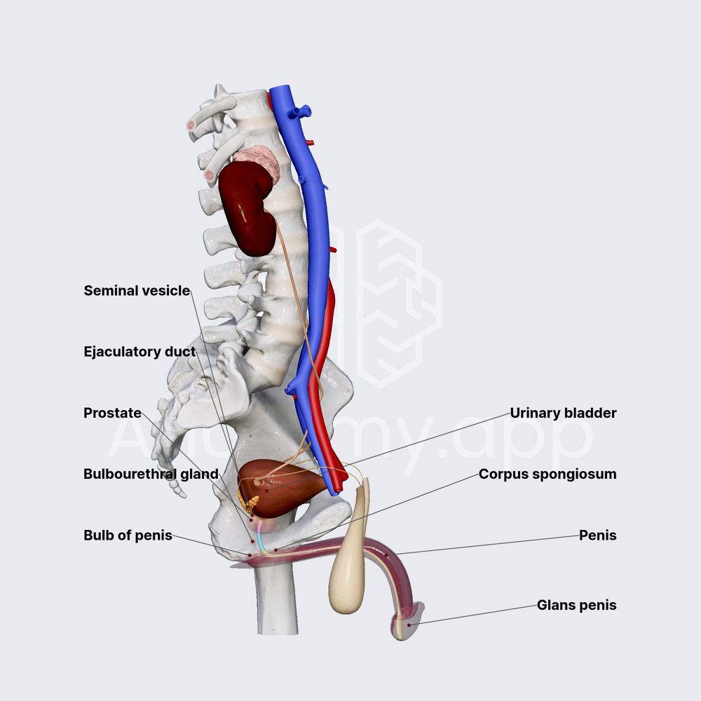 Parts Of Urinary System Male