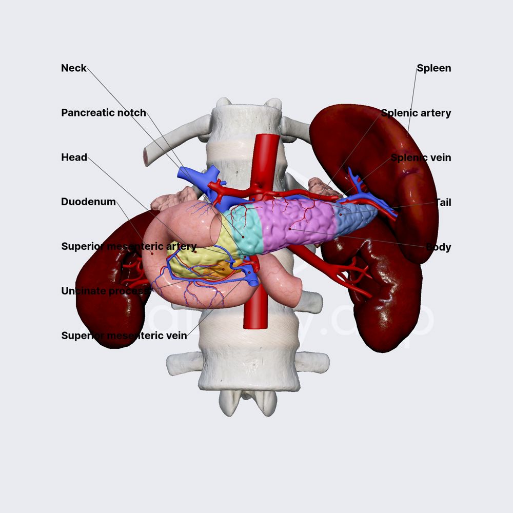 Pancreatic Anatomy Pancreas Cancer: Anatomy, Staging Systems, And