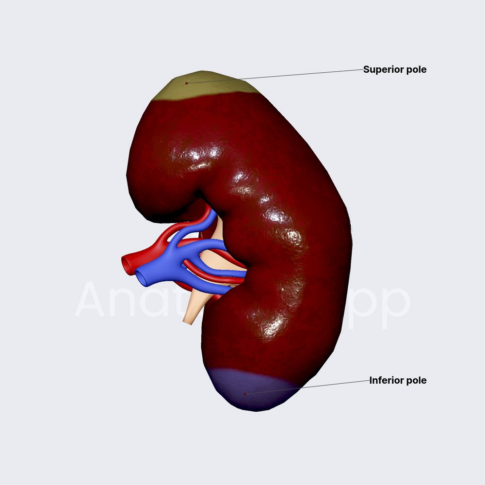 Mid Pole Of Kidney Diagram