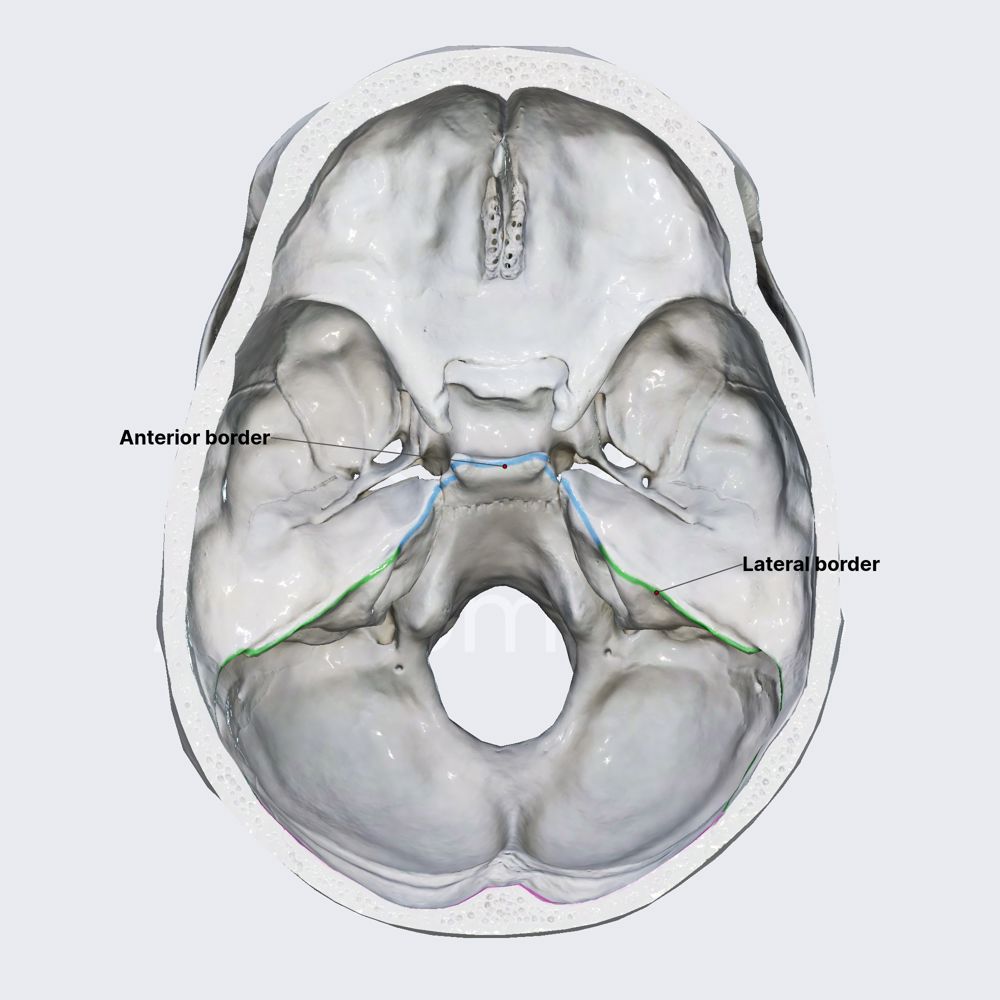 Posterior Cranial Fossa Anatomy