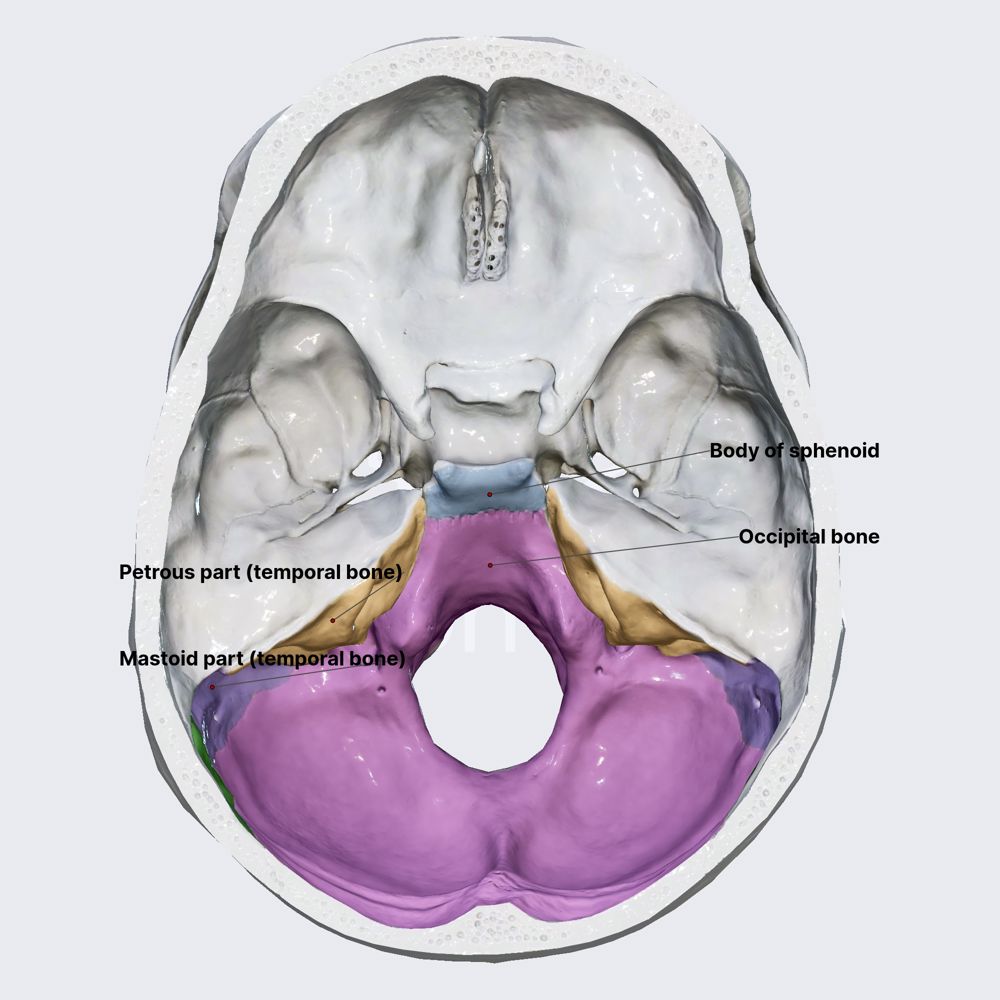 Posterior Cranial Fossa